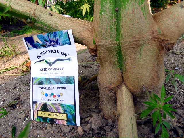 Guerilla Growing Trade Secrets: After the "fun" is over...it is not yet ...